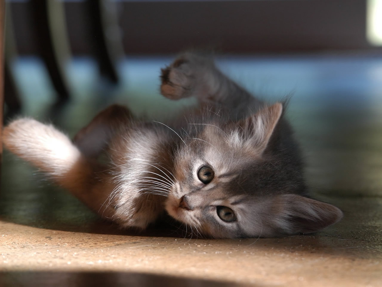 Pretty Kitty Wallpapers - Wallpaper Cave