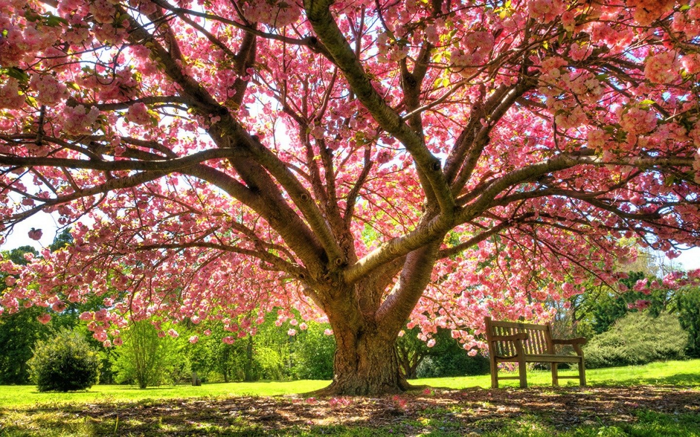 Spring Season Tree Wallpapers - Wallpaper Cave