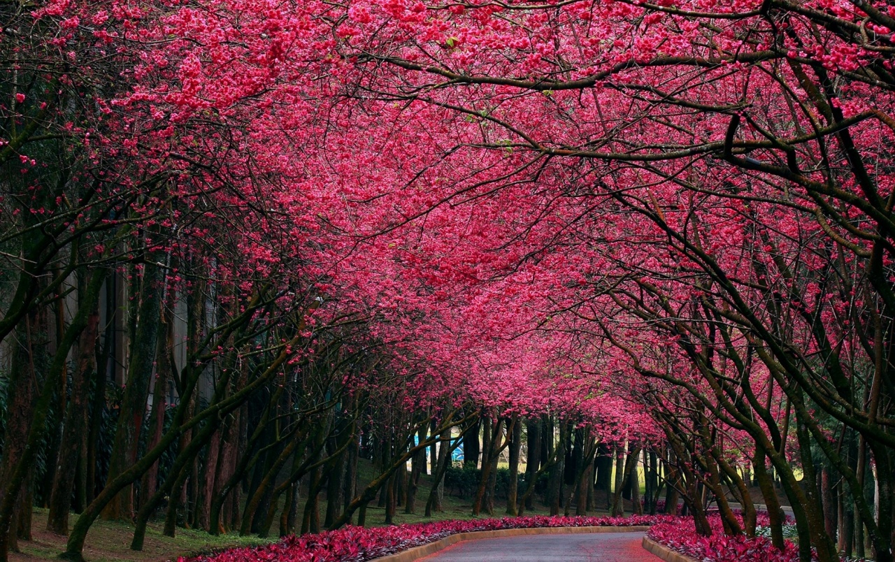 Spring Season Tree Wallpapers - Wallpaper Cave