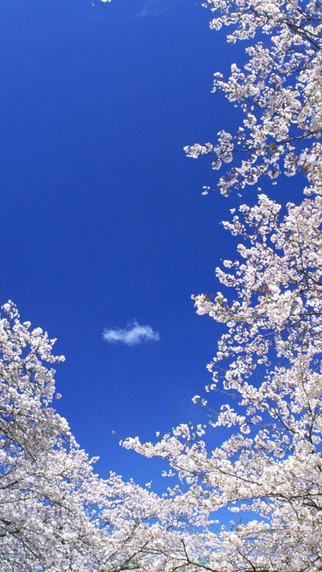 Spring Season Tree Wallpapers - Wallpaper Cave