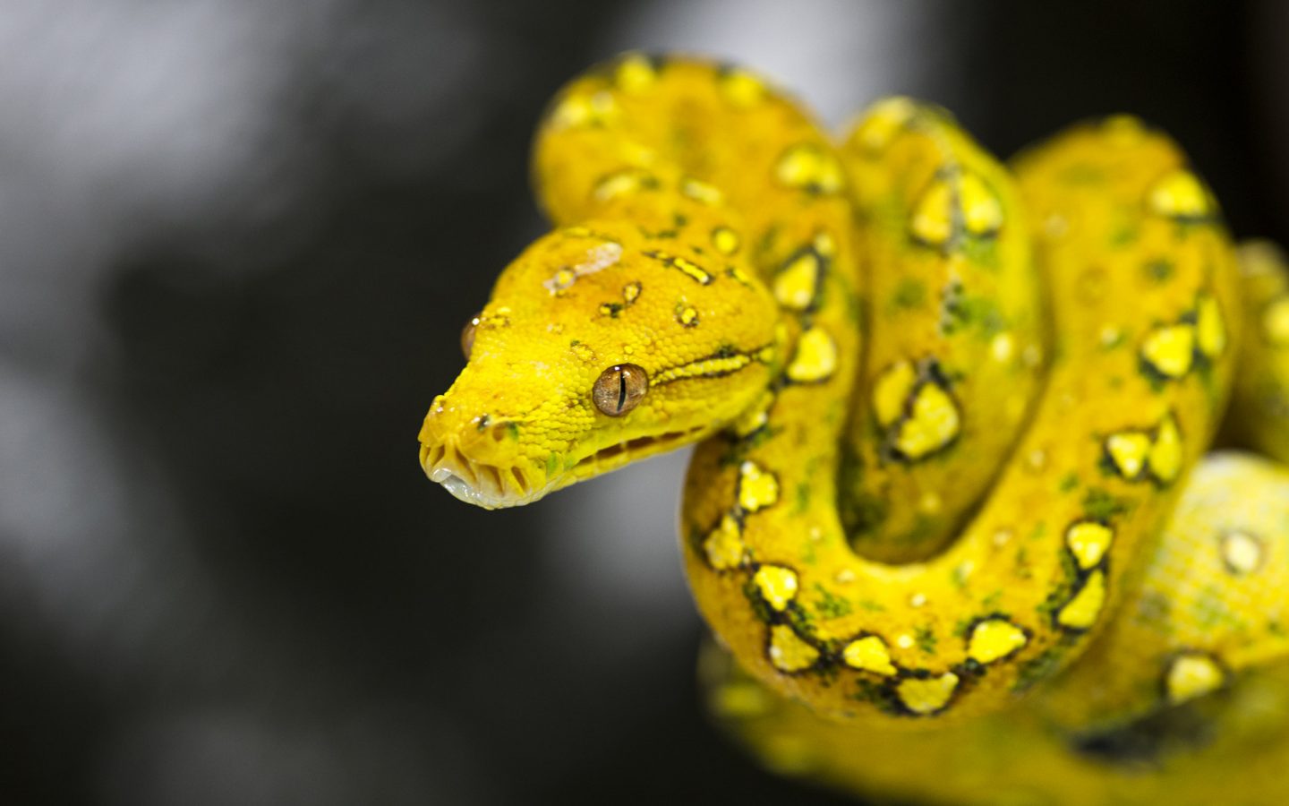 Yellow Snake Wallpapers - Wallpaper Cave