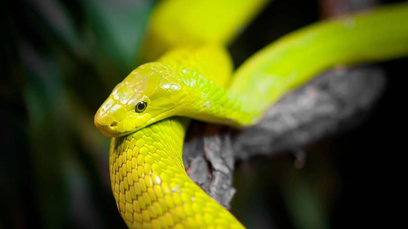 Yellow Snake Wallpapers - Wallpaper Cave