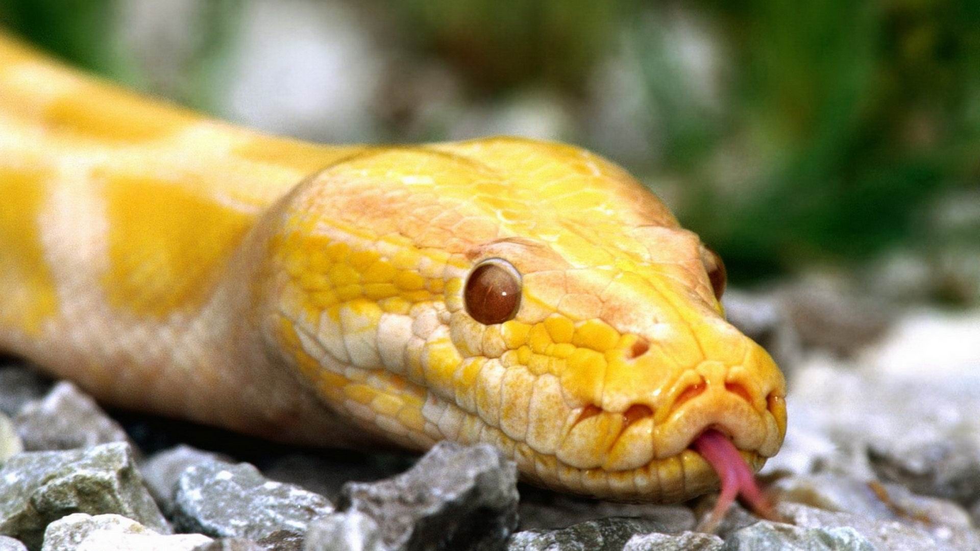 Yellow Snake Wallpapers - Wallpaper Cave