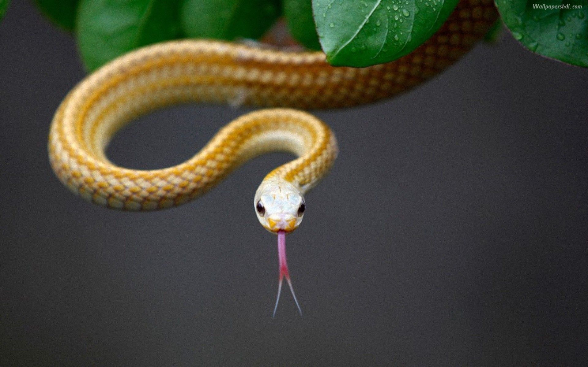 Yellow Snake Wallpapers - Wallpaper Cave