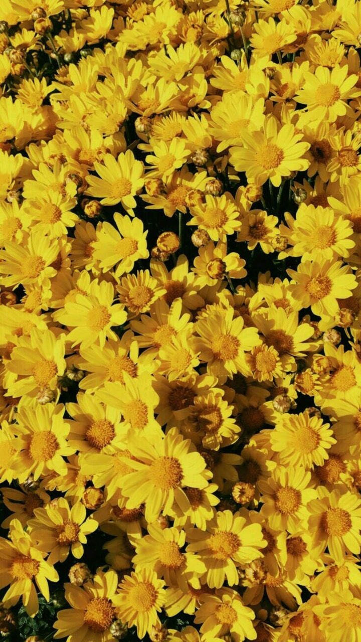 Yellow Things Wallpapers - Wallpaper Cave