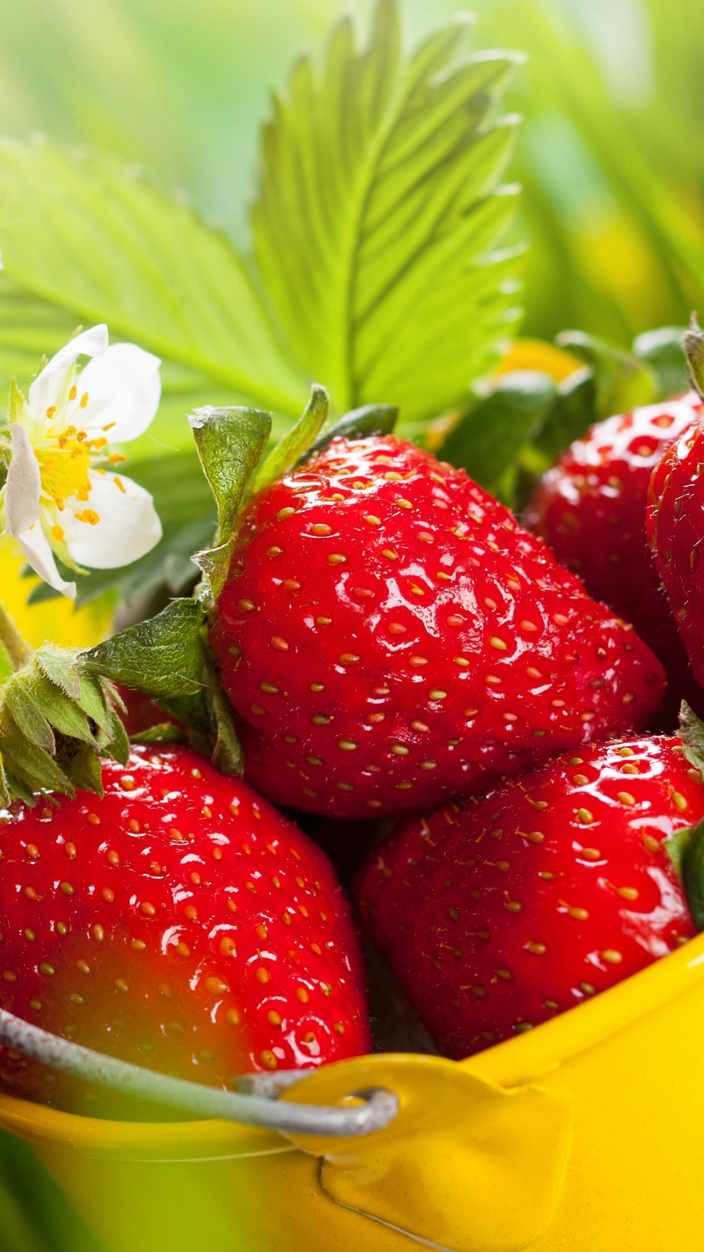 Fresh Fruit Wallpapers - Wallpaper Cave