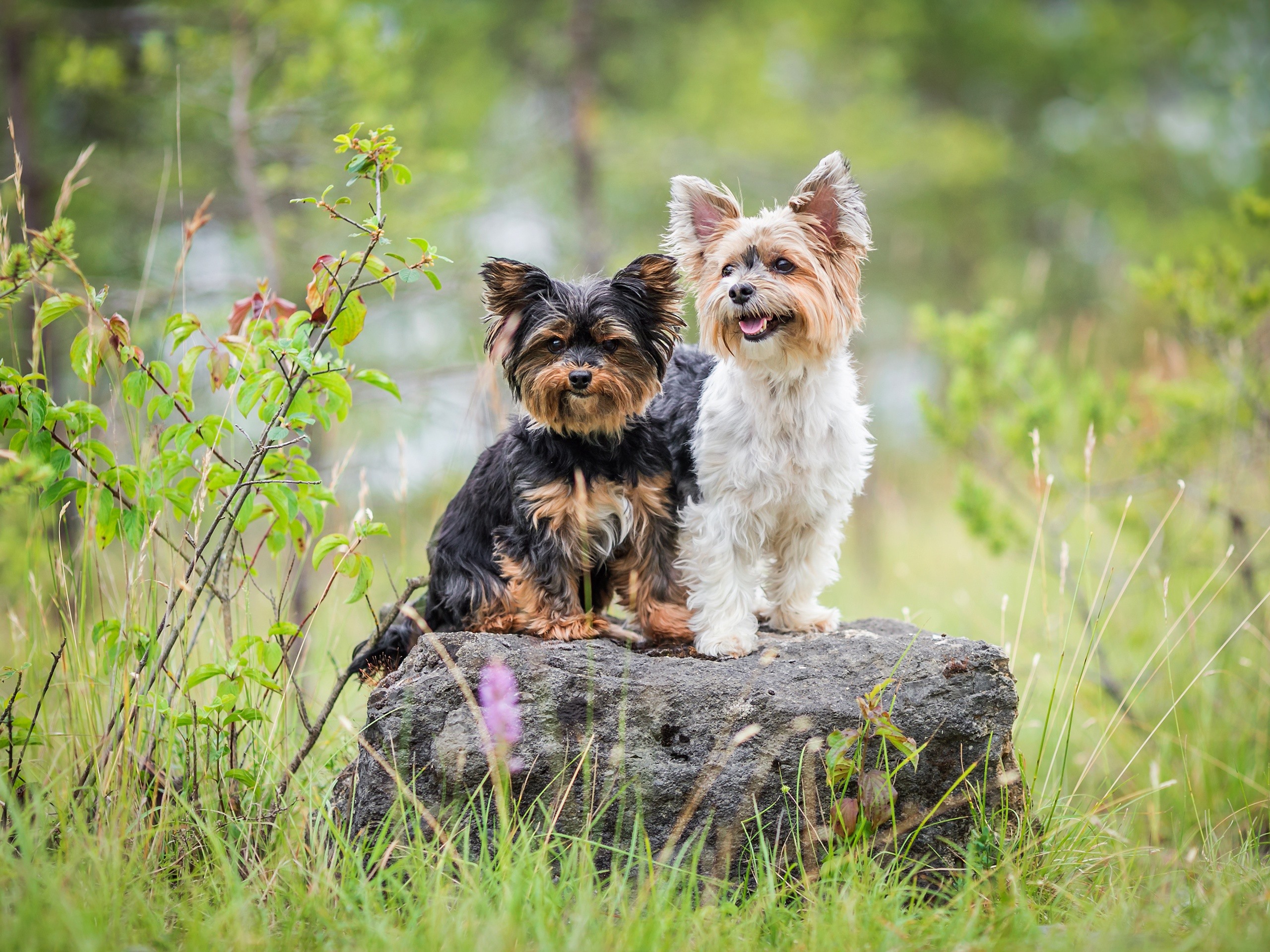 Furry Dogs Wallpapers - Wallpaper Cave