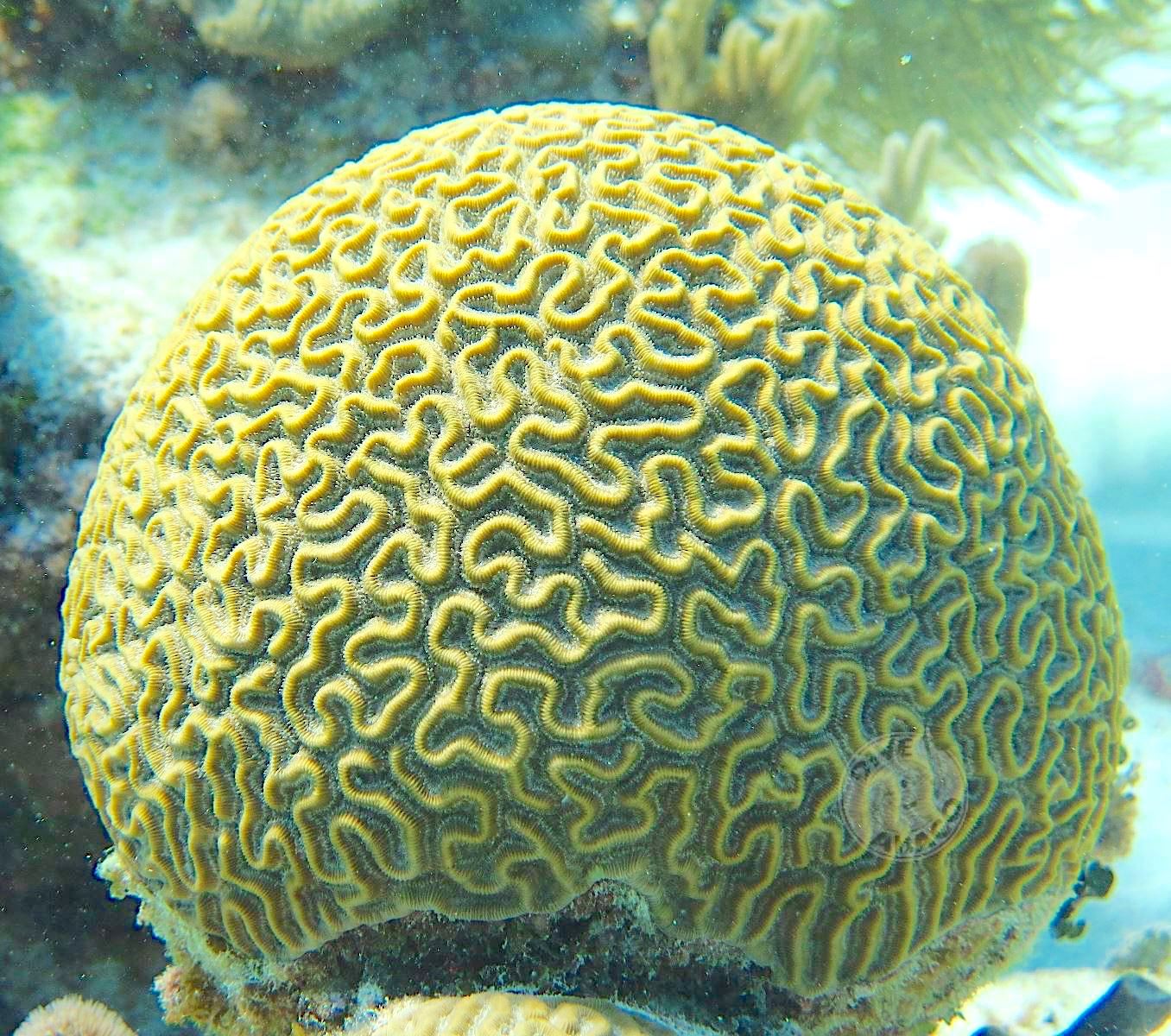Brain Coral Wallpapers - Wallpaper Cave