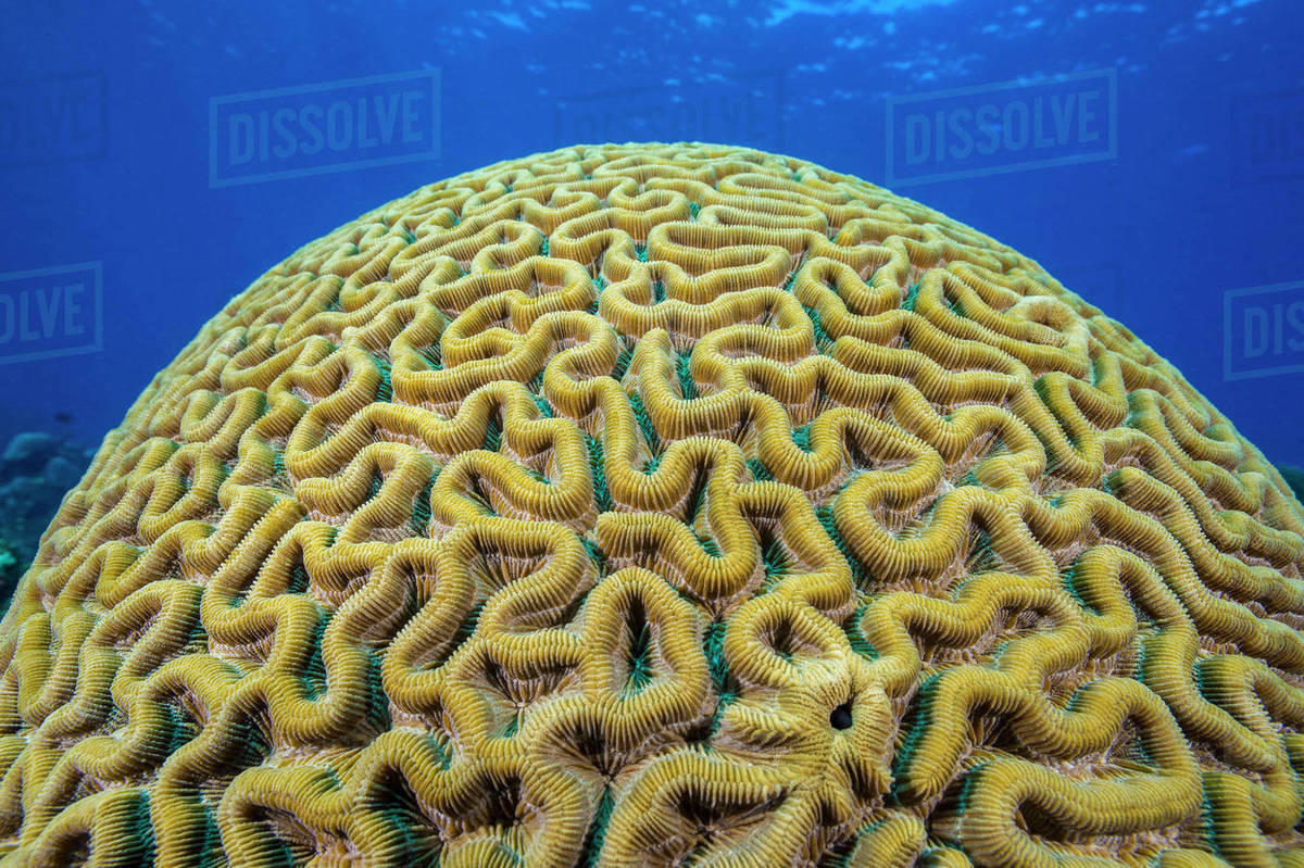 Brain Coral Wallpapers - Wallpaper Cave