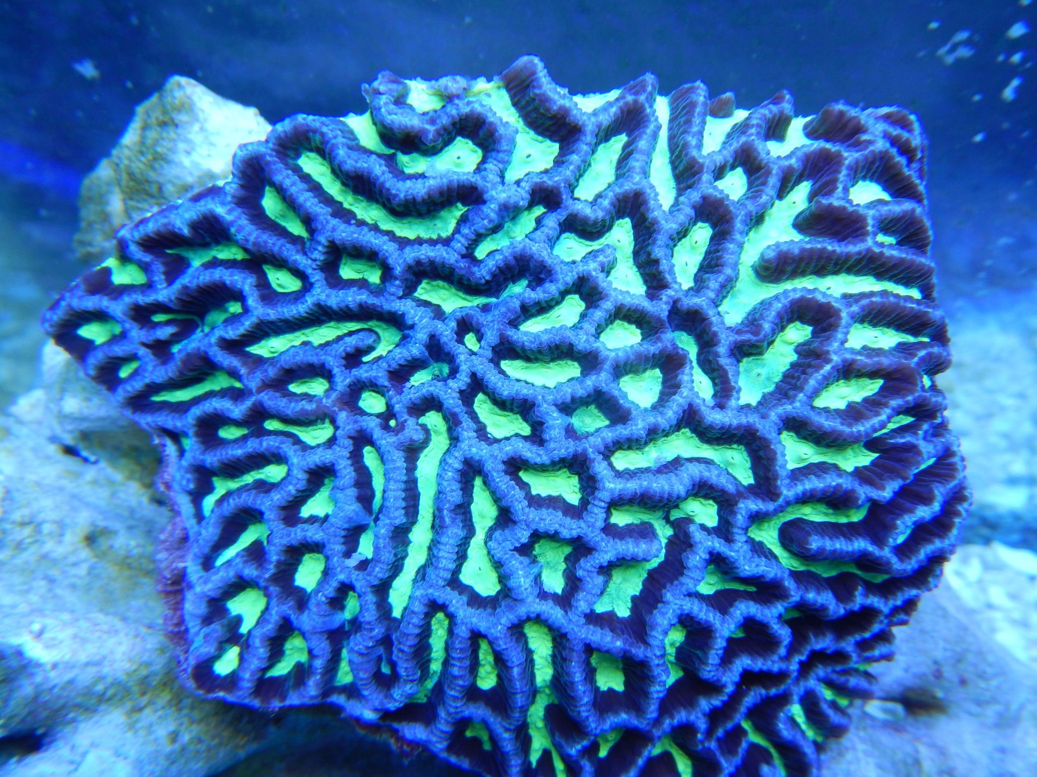 Brain Coral Wallpapers - Wallpaper Cave