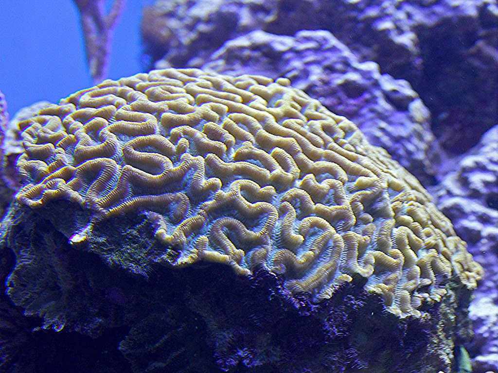 Brain Coral Wallpapers - Wallpaper Cave