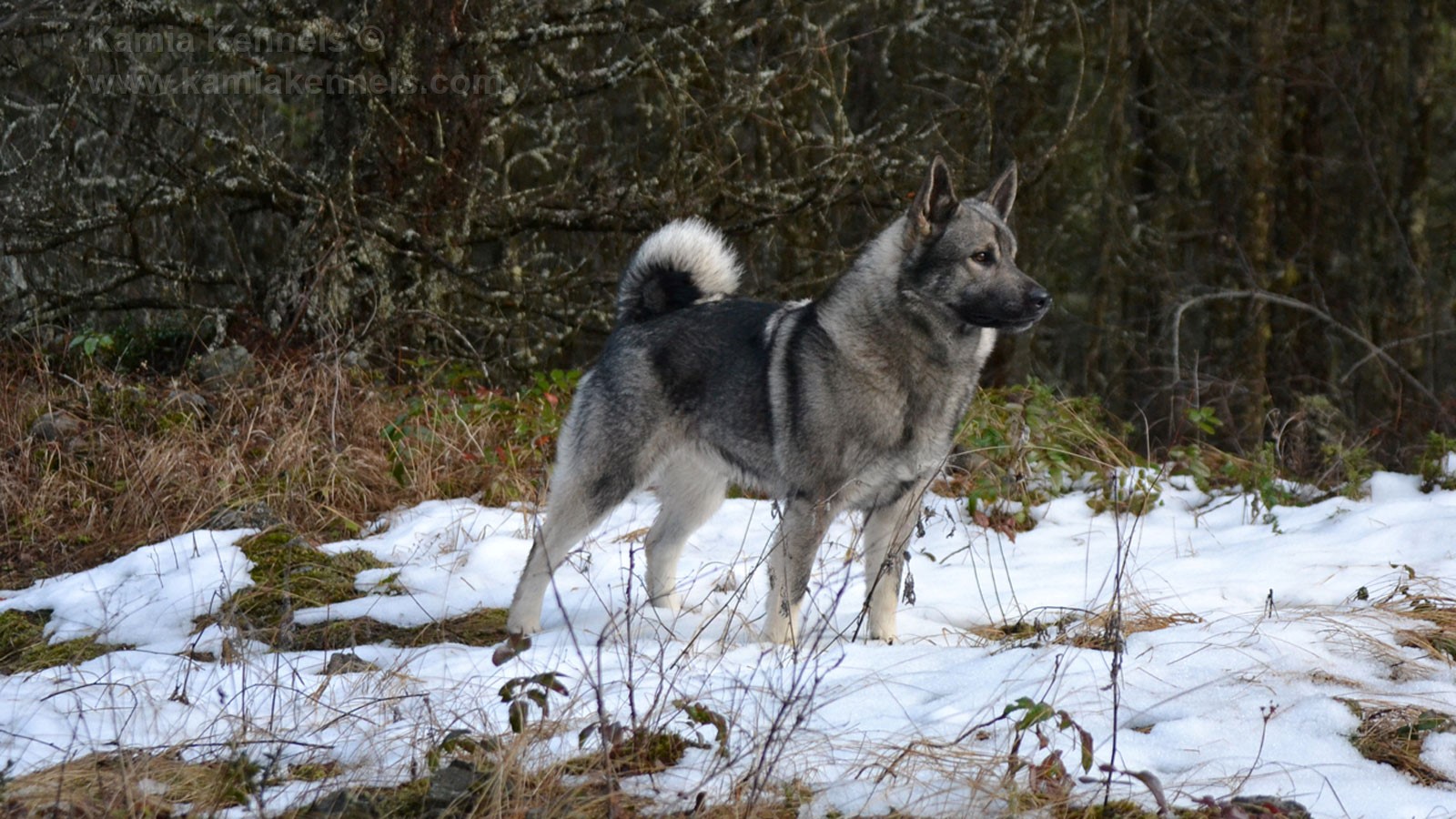Norwegian Elkhound Wallpapers - Wallpaper Cave