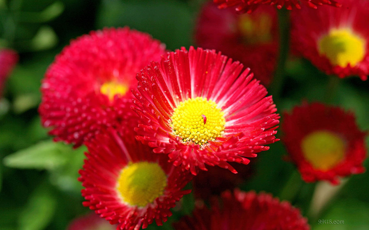 Windows 7 Flowers Wallpapers - Wallpaper Cave