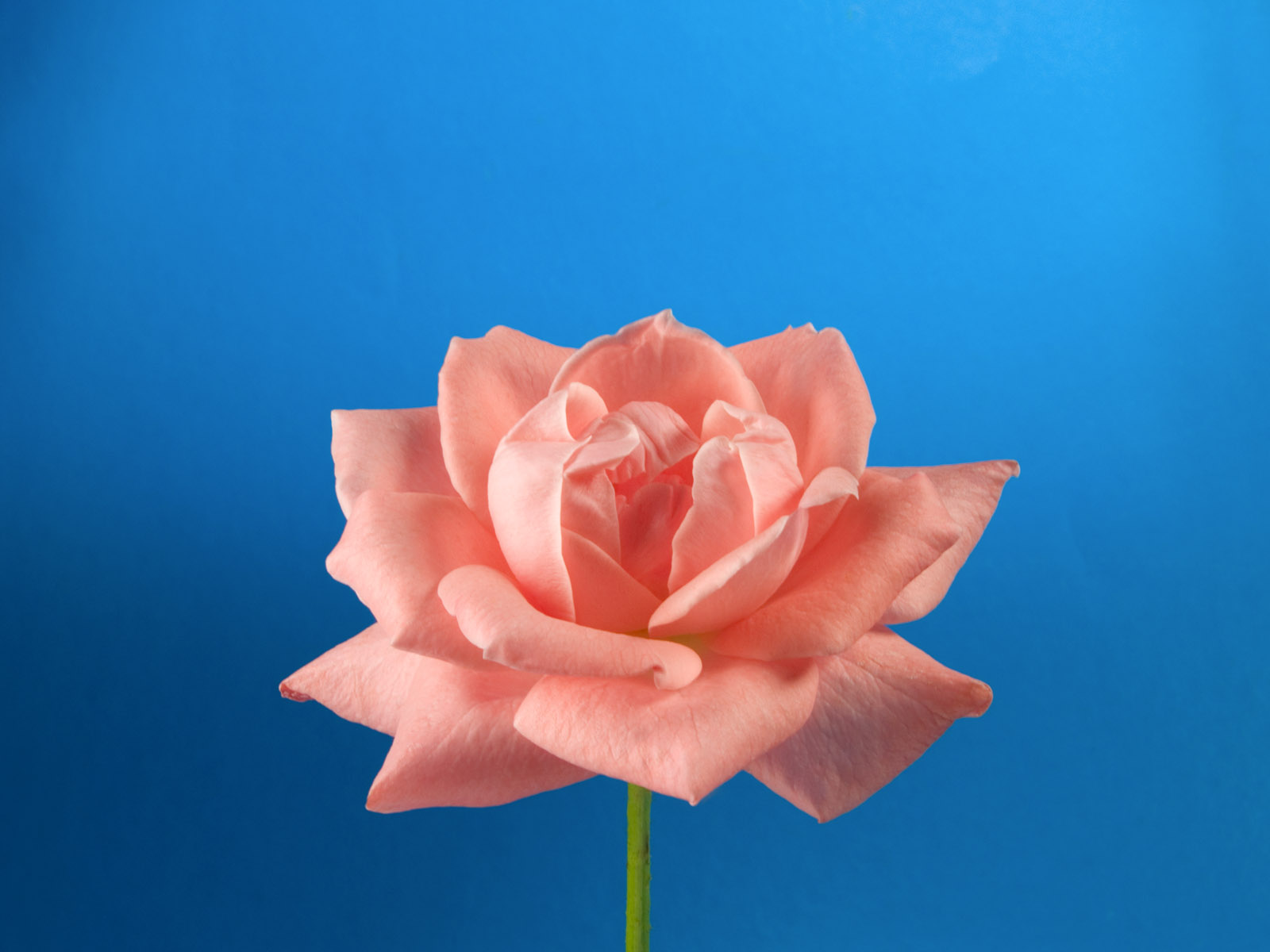 Windows 7 Flowers Wallpapers - Wallpaper Cave