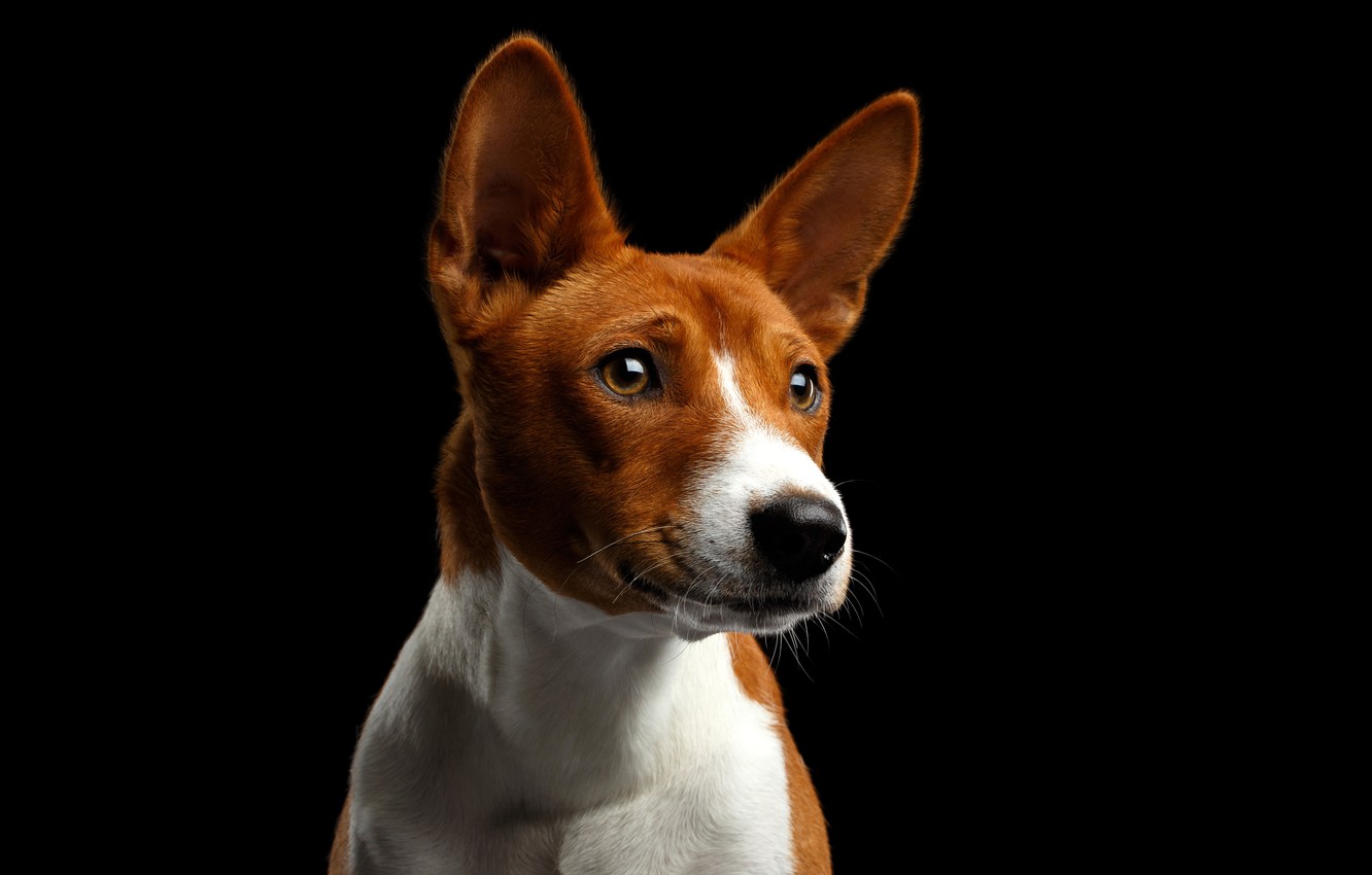 Basenji Wallpapers - Wallpaper Cave