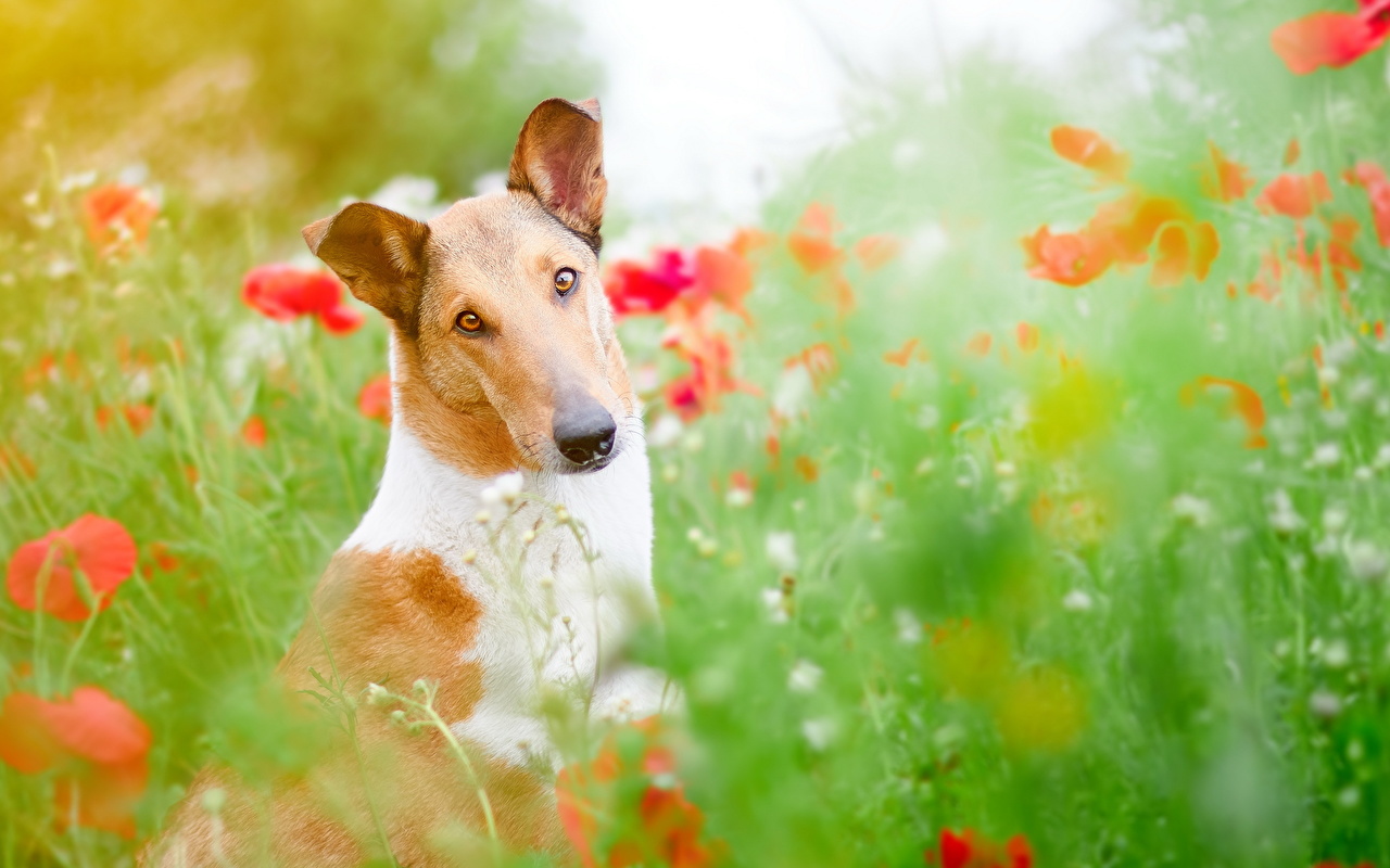 Basenji Wallpapers - Wallpaper Cave