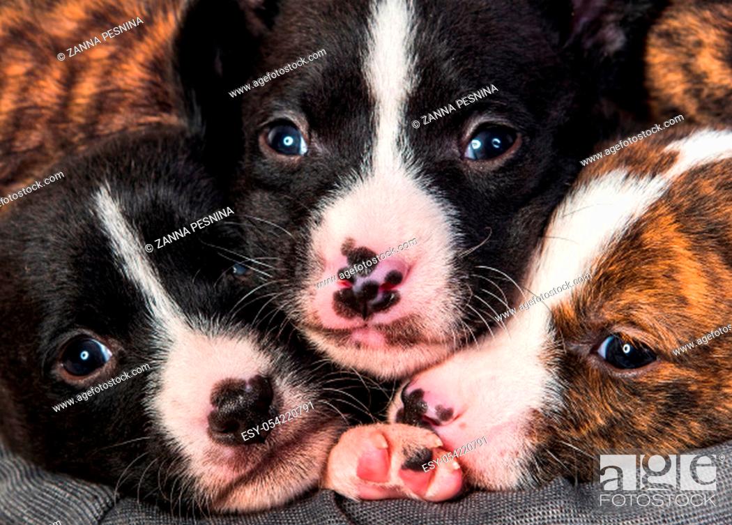 Basenji Wallpapers - Wallpaper Cave