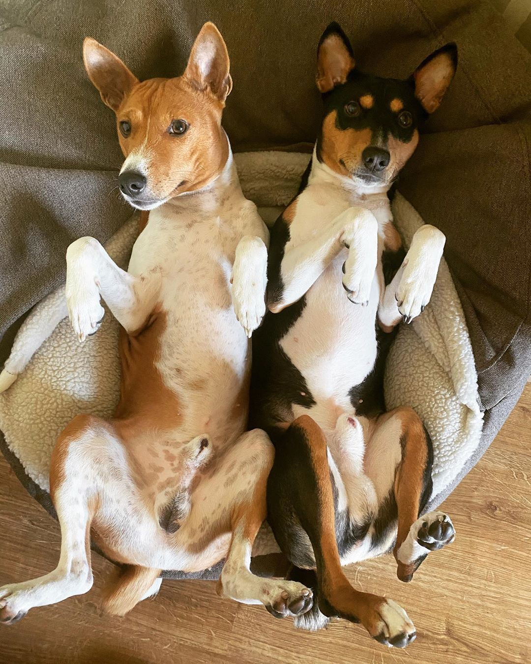 Basenji Wallpapers - Wallpaper Cave