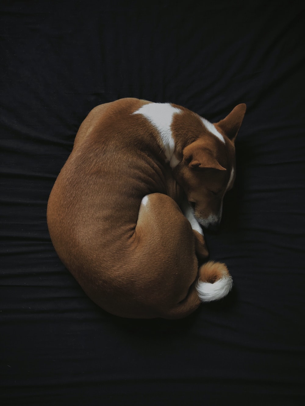 Basenji Wallpapers - Wallpaper Cave