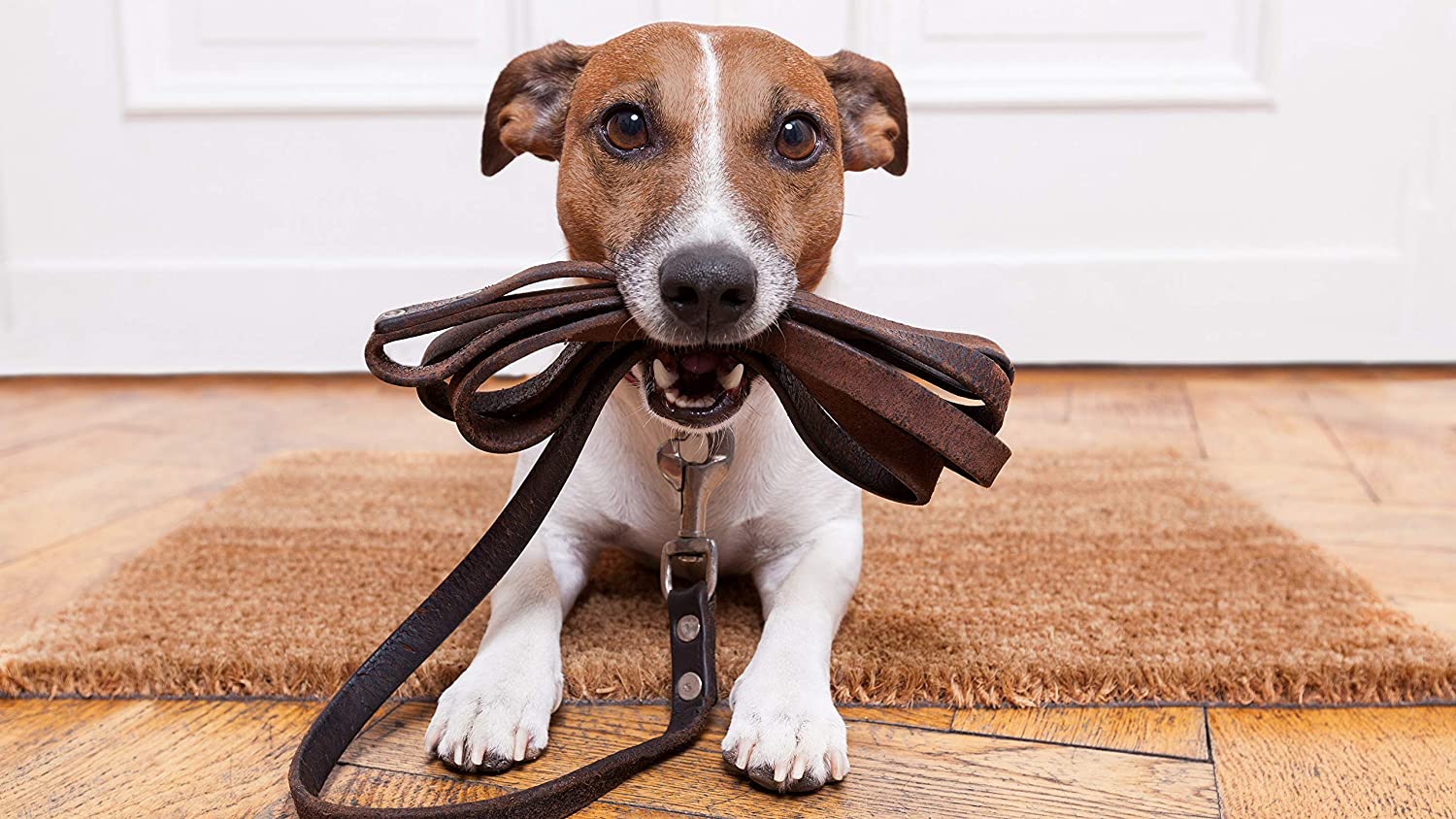 Basenji Wallpapers - Wallpaper Cave