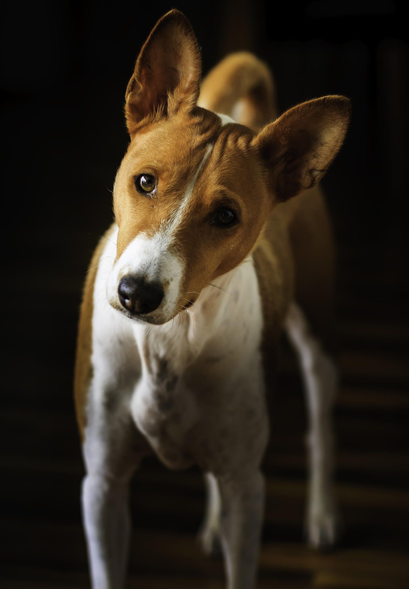 Basenji Wallpapers - Wallpaper Cave