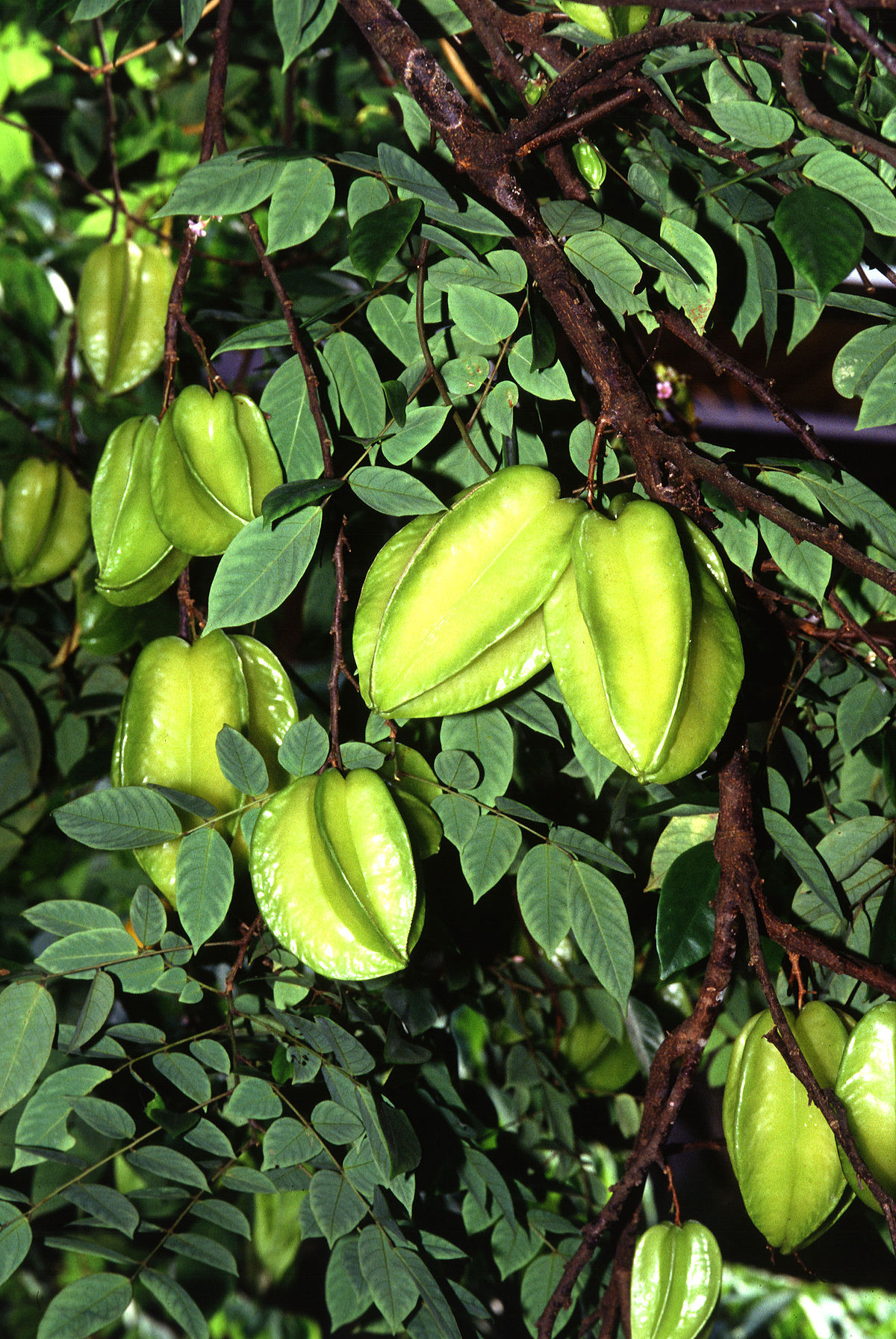 Star Fruit Wallpapers - Wallpaper Cave