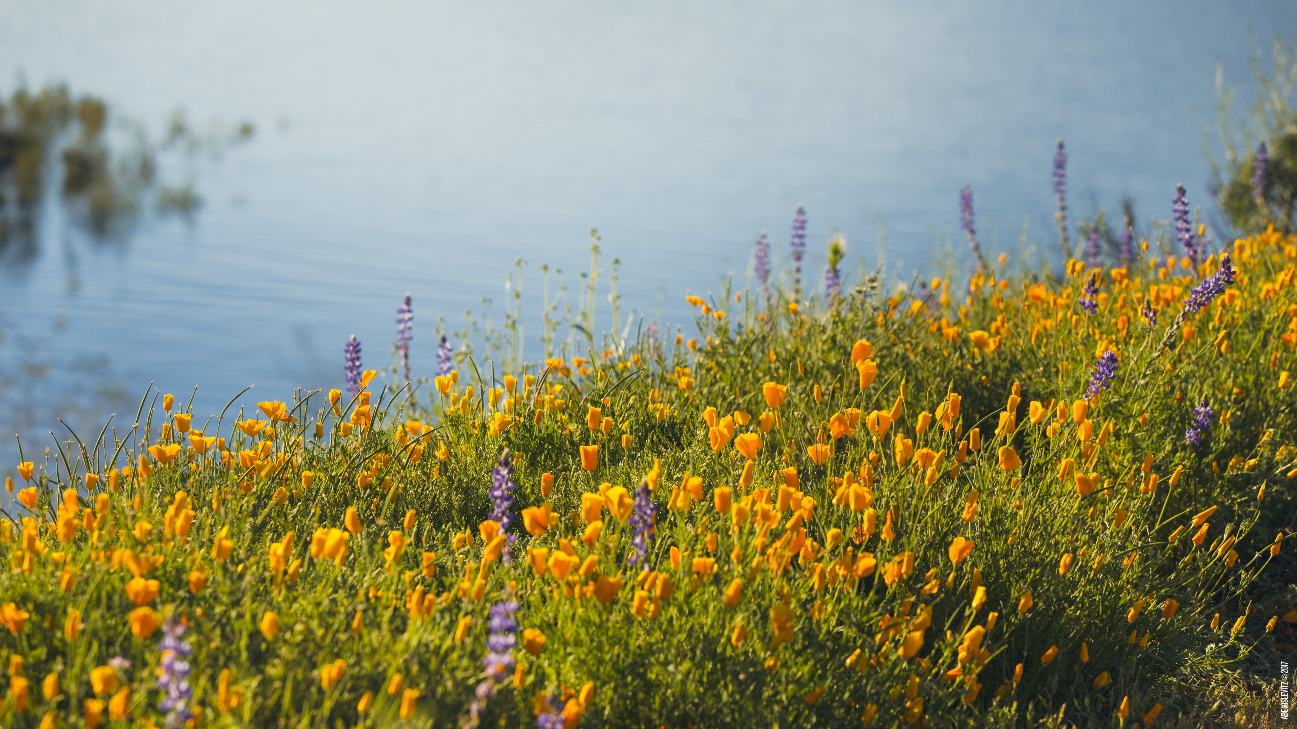 Spring Wild Flowers Wallpapers - Wallpaper Cave