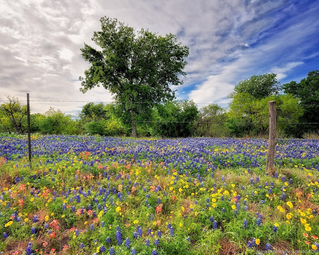 Spring Wild Flowers Wallpapers - Wallpaper Cave