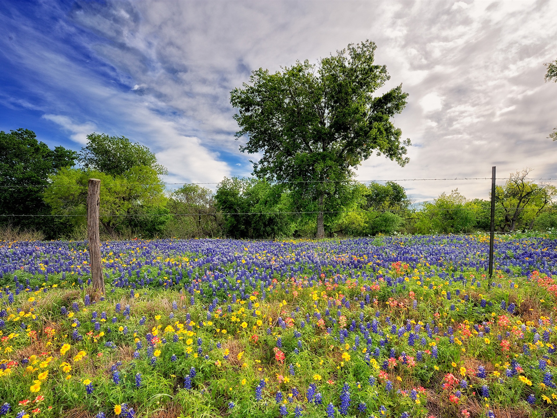 Spring Wild Flowers Wallpapers - Wallpaper Cave