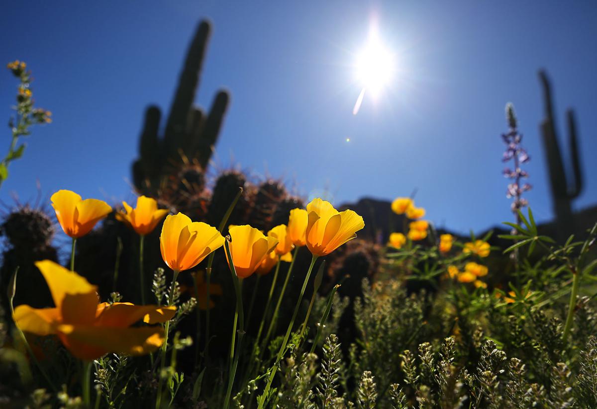 Spring Wild Flowers Wallpapers - Wallpaper Cave