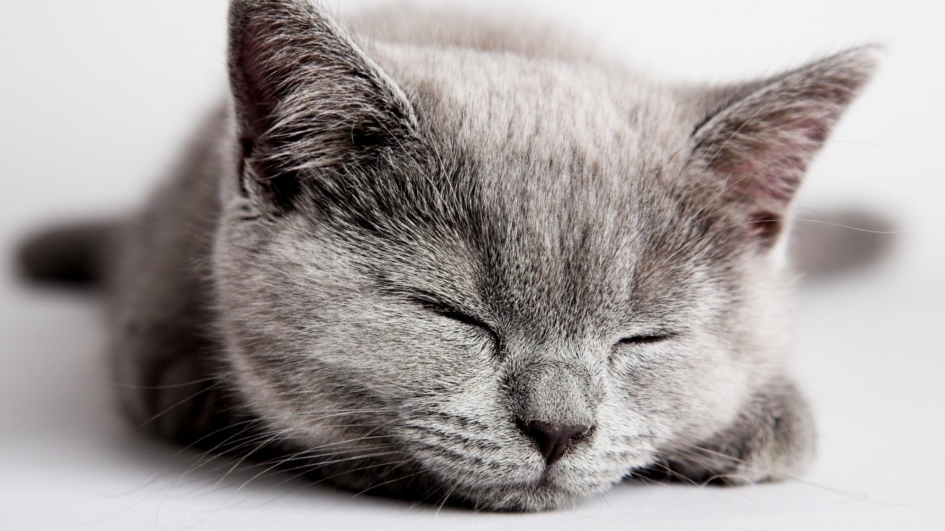 Gray Kitten Wallpapers - Wallpaper Cave