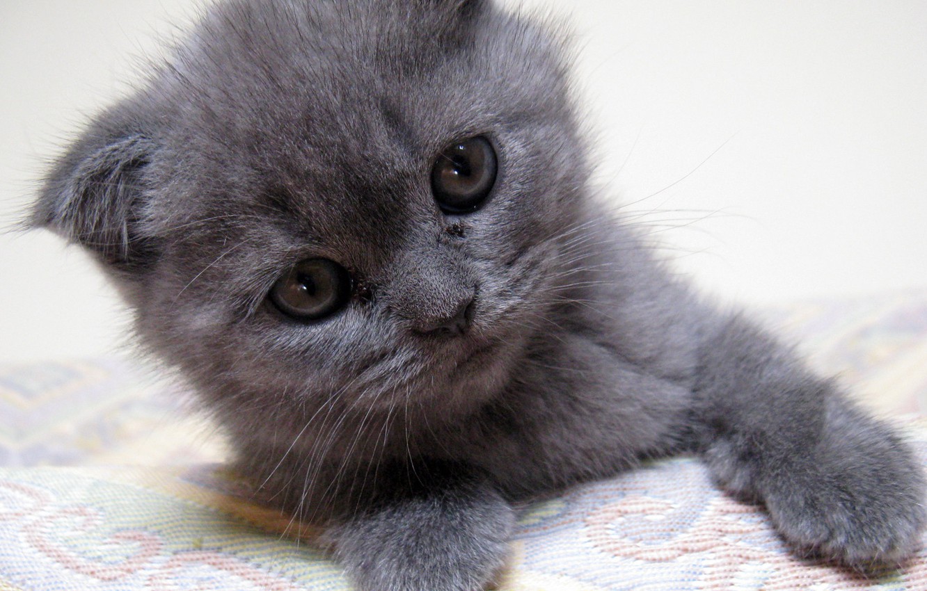 Gray Kittens Wallpapers - Wallpaper Cave