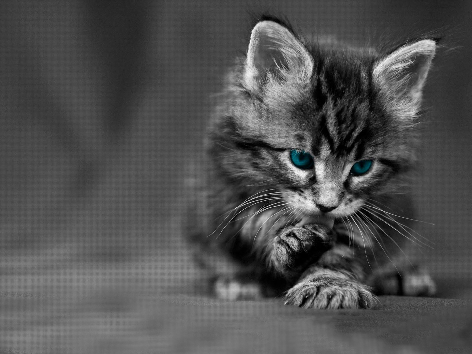 Gray Kitten Wallpapers - Wallpaper Cave