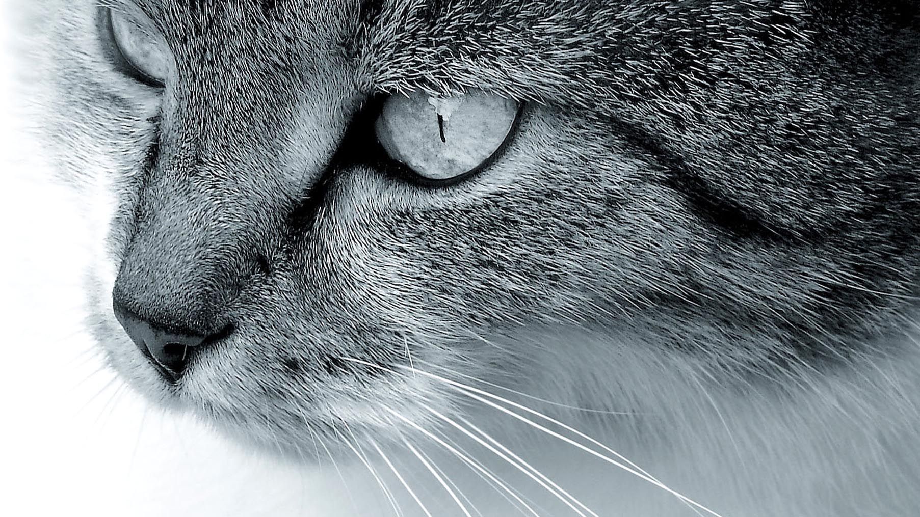 Gray Kittens Wallpapers - Wallpaper Cave