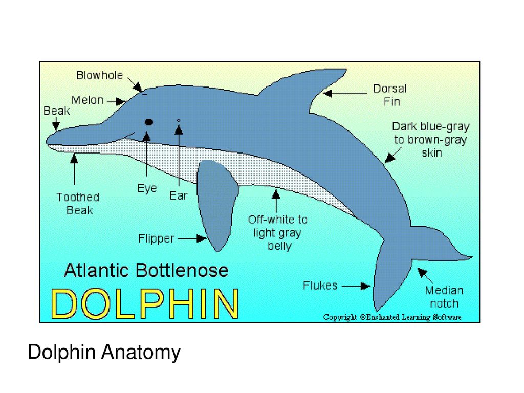 Dolphin Body Parts Wallpapers - Wallpaper Cave