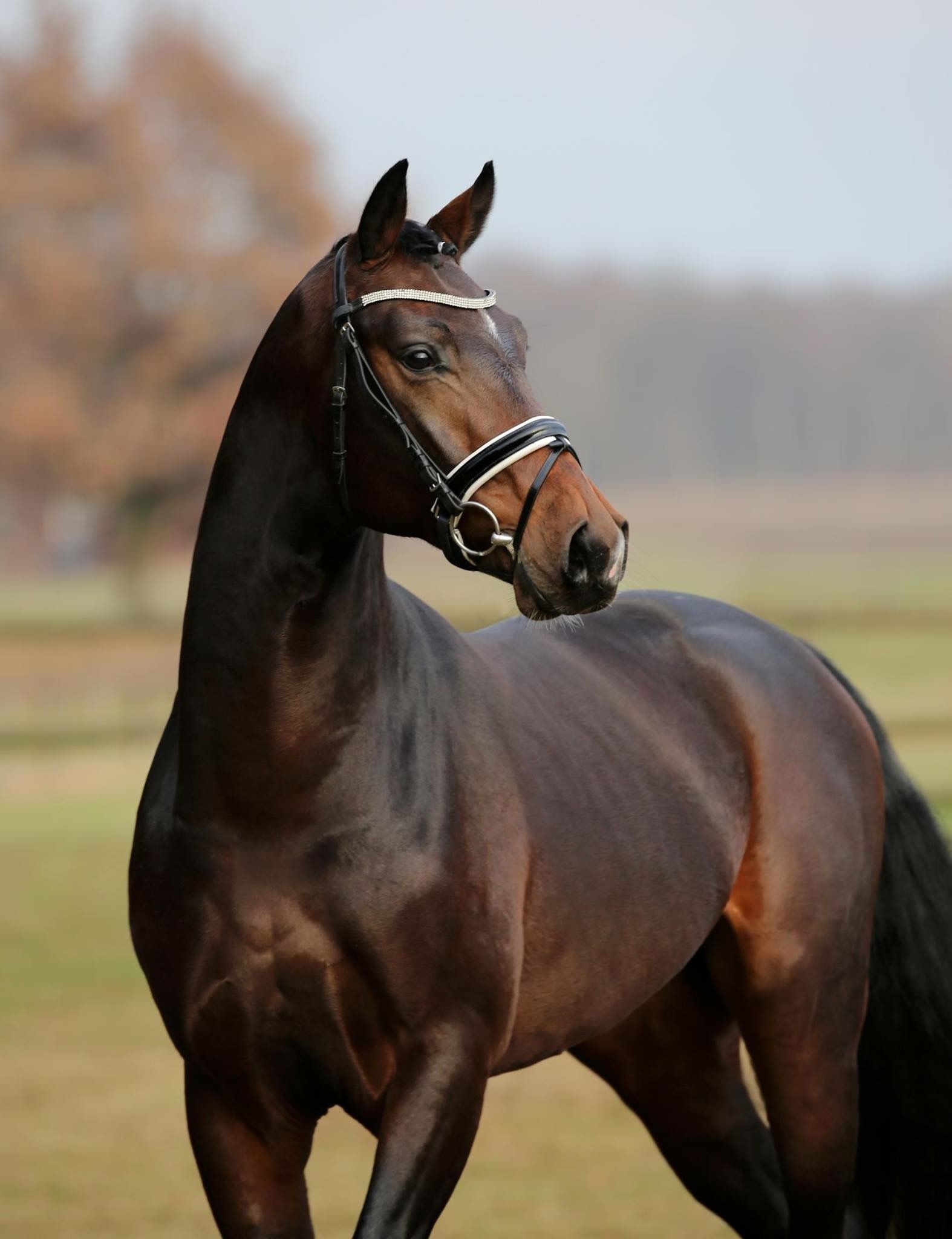 Dutch Warmblood