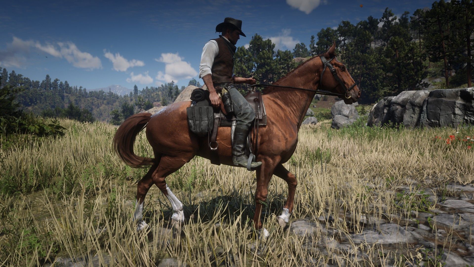 Dutch Warmblood Wallpapers - Wallpaper Cave