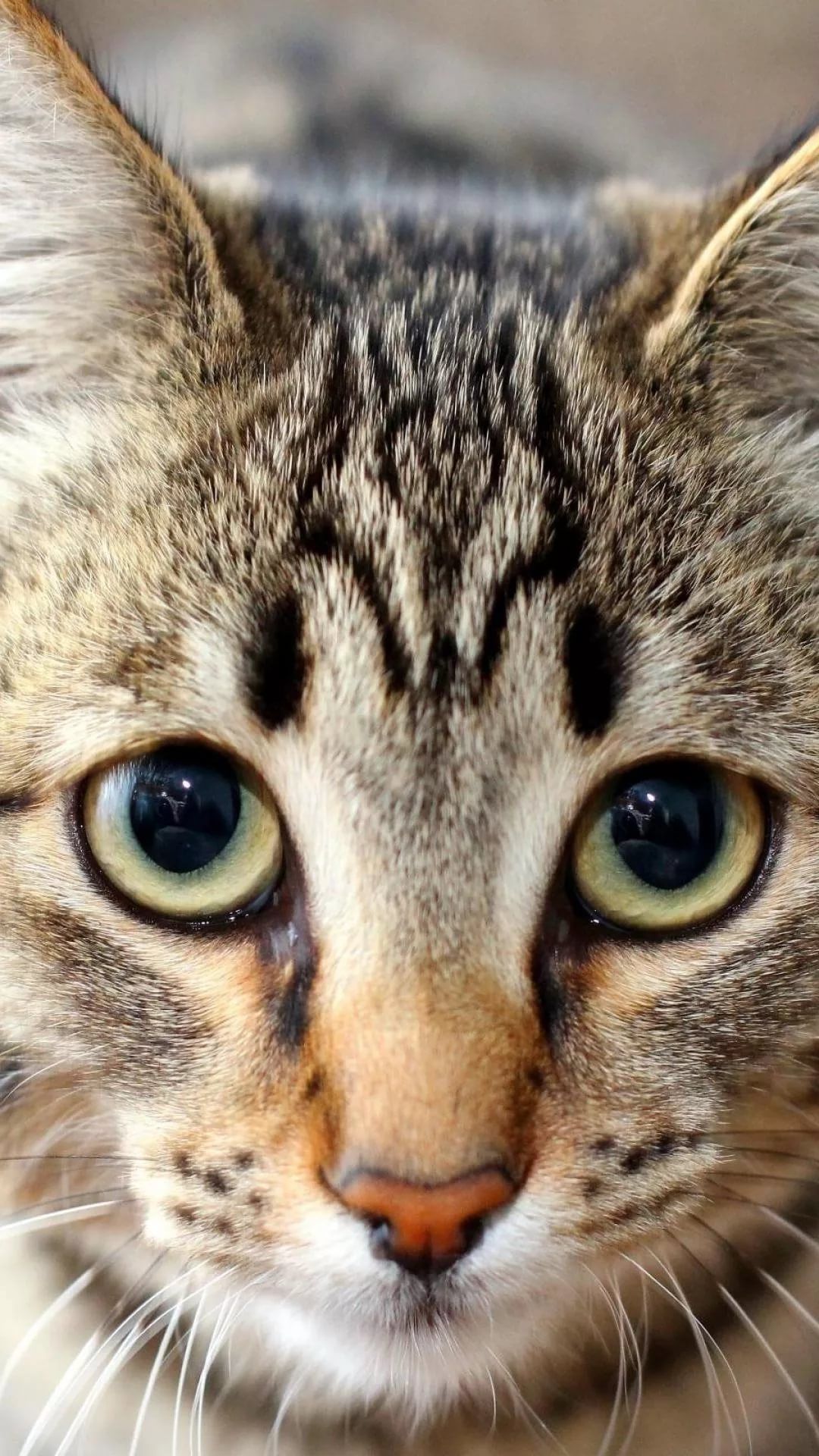 Cat For Phone Wallpapers - Wallpaper Cave