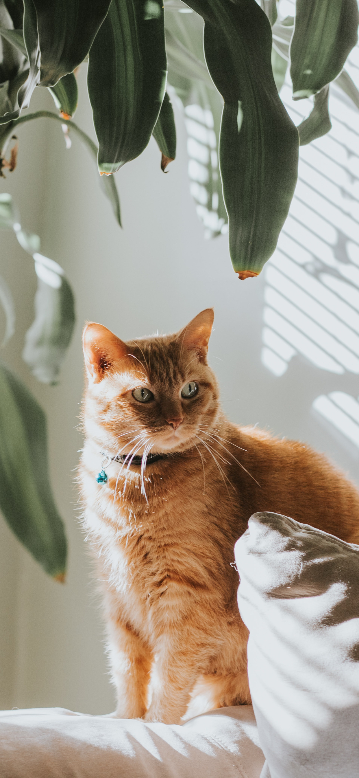 Cat For Phone Wallpapers - Wallpaper Cave