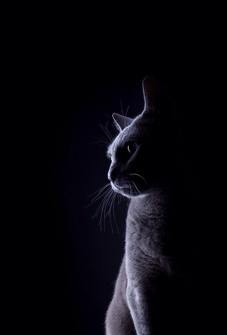Cat For Phone Wallpapers - Wallpaper Cave