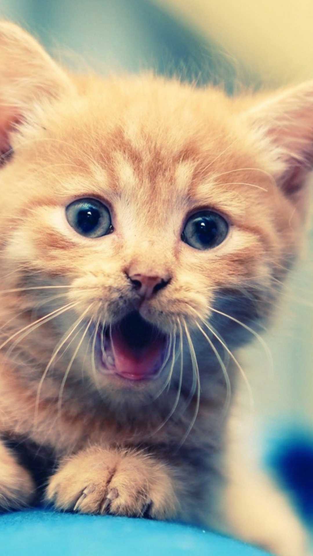 Cat For Phone Wallpapers - Wallpaper Cave