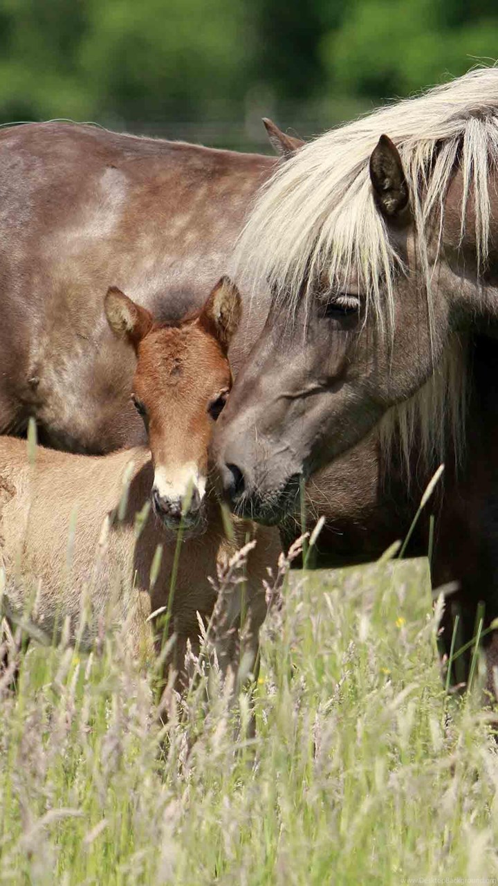 Brown Foals Wallpapers - Wallpaper Cave