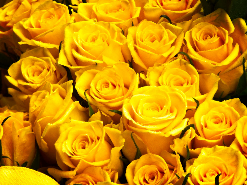 Yellow Valentines Day Wallpapers - Wallpaper Cave