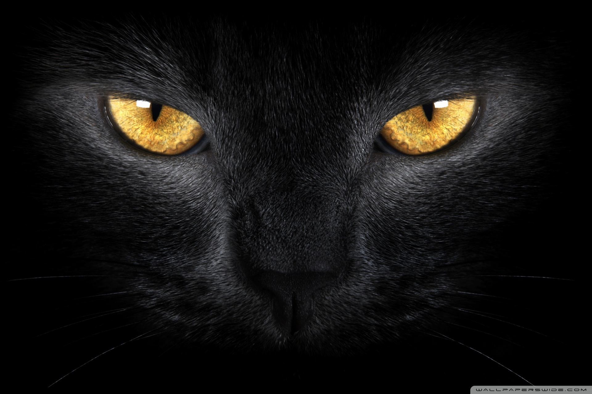 Golden Eye Wallpapers - Wallpaper Cave