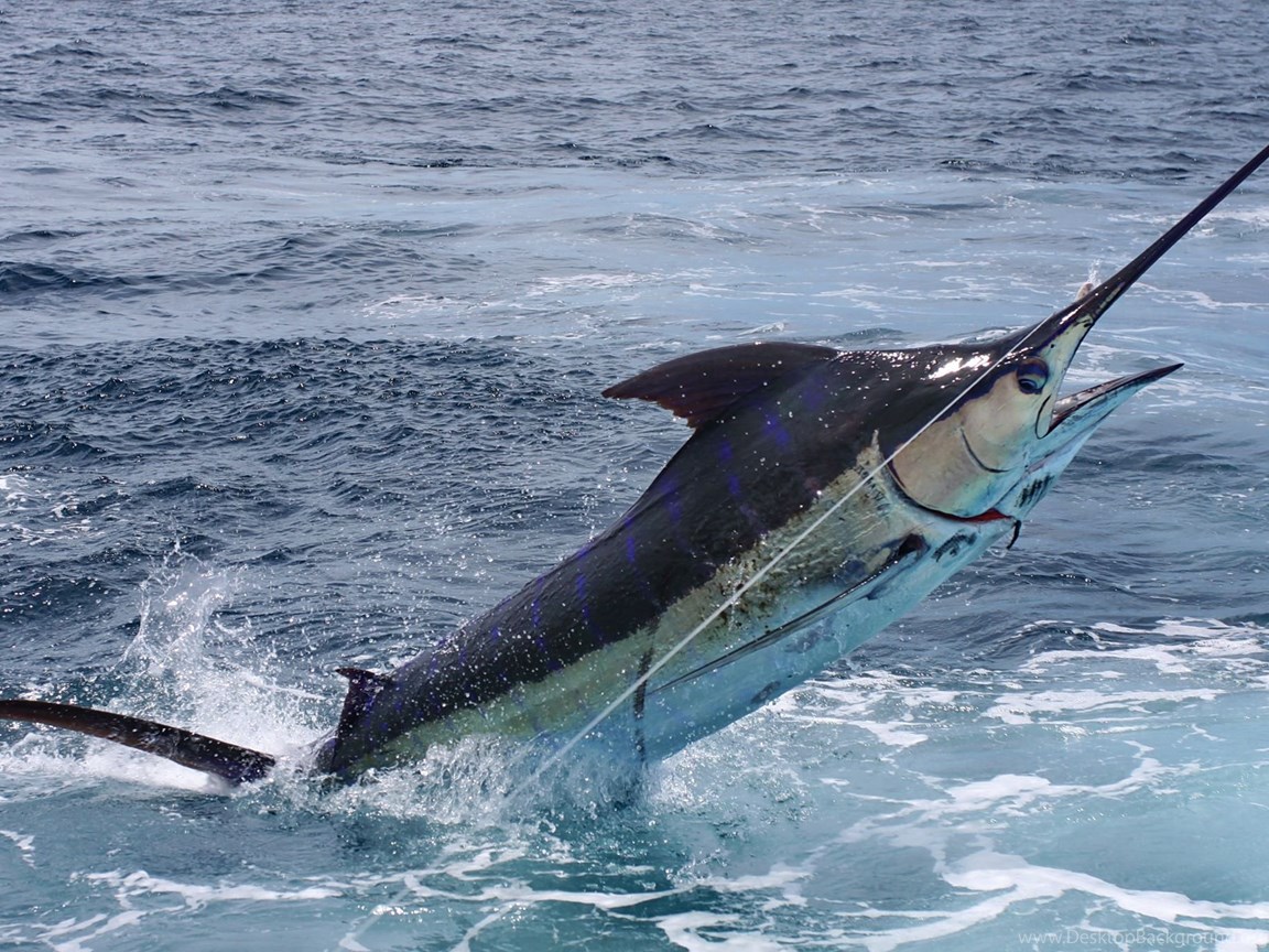 Big Game Fishing Wallpapers - Wallpaper Cave