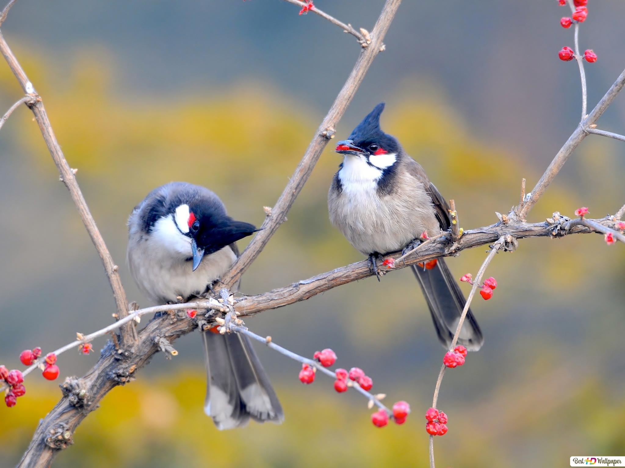 Spring Bird Wallpapers - Wallpaper Cave