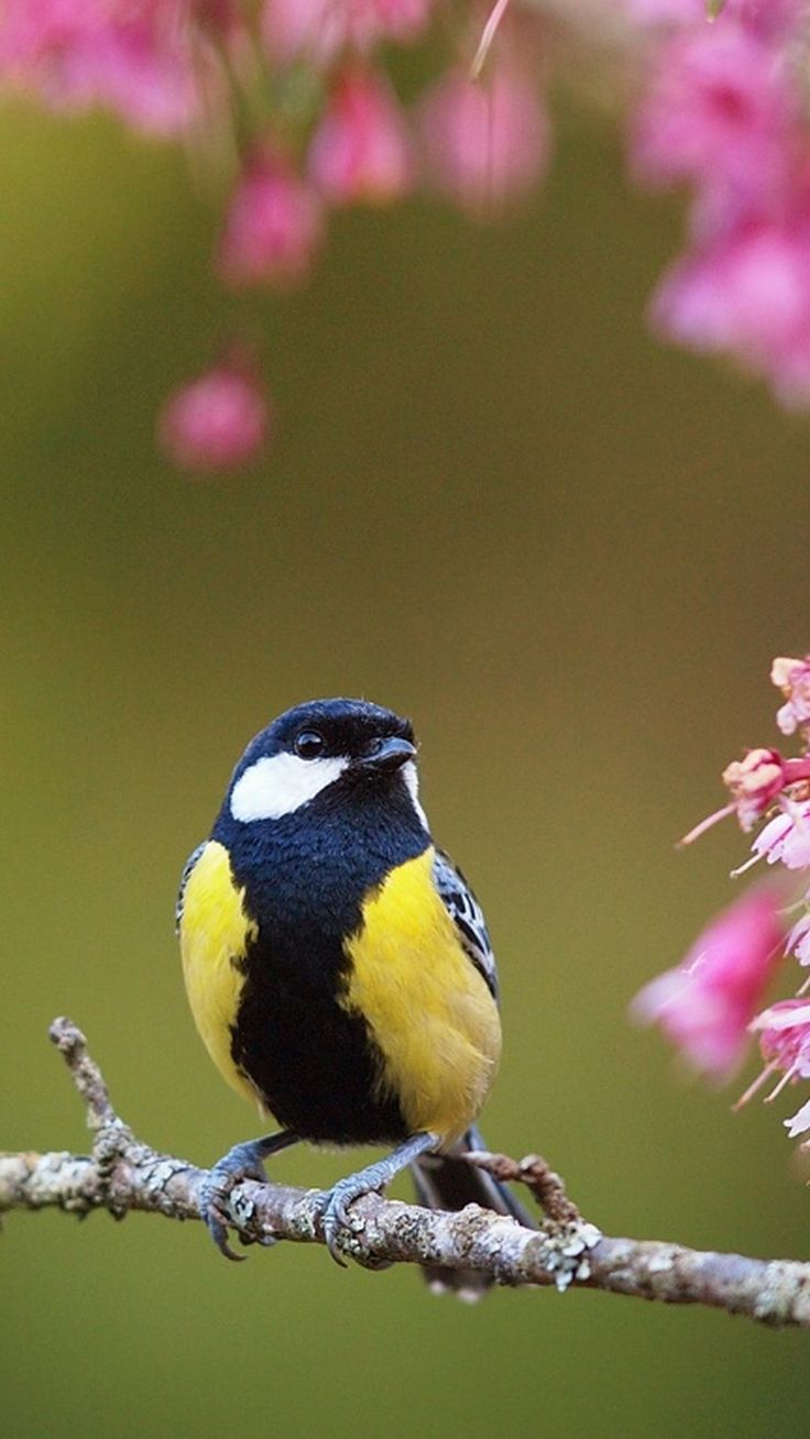 Spring Bird Wallpapers - Wallpaper Cave