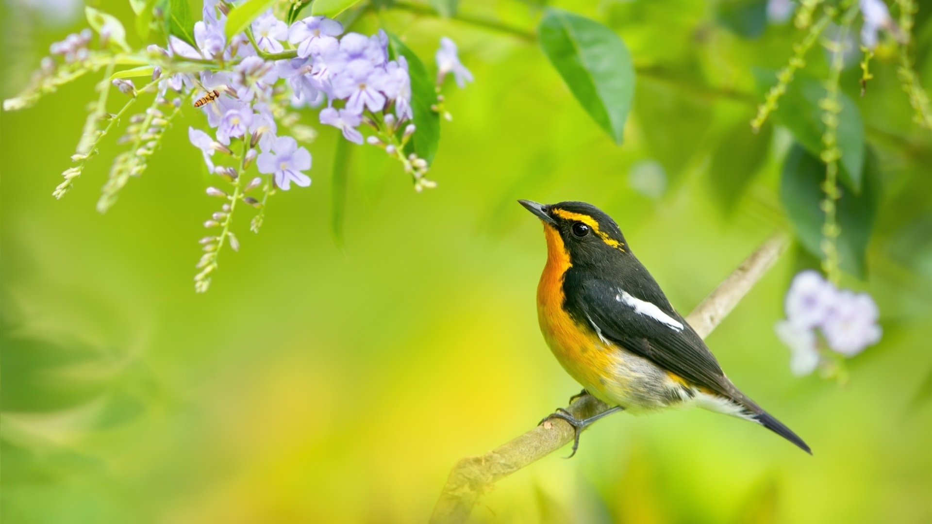 Spring Bird Wallpapers - Wallpaper Cave