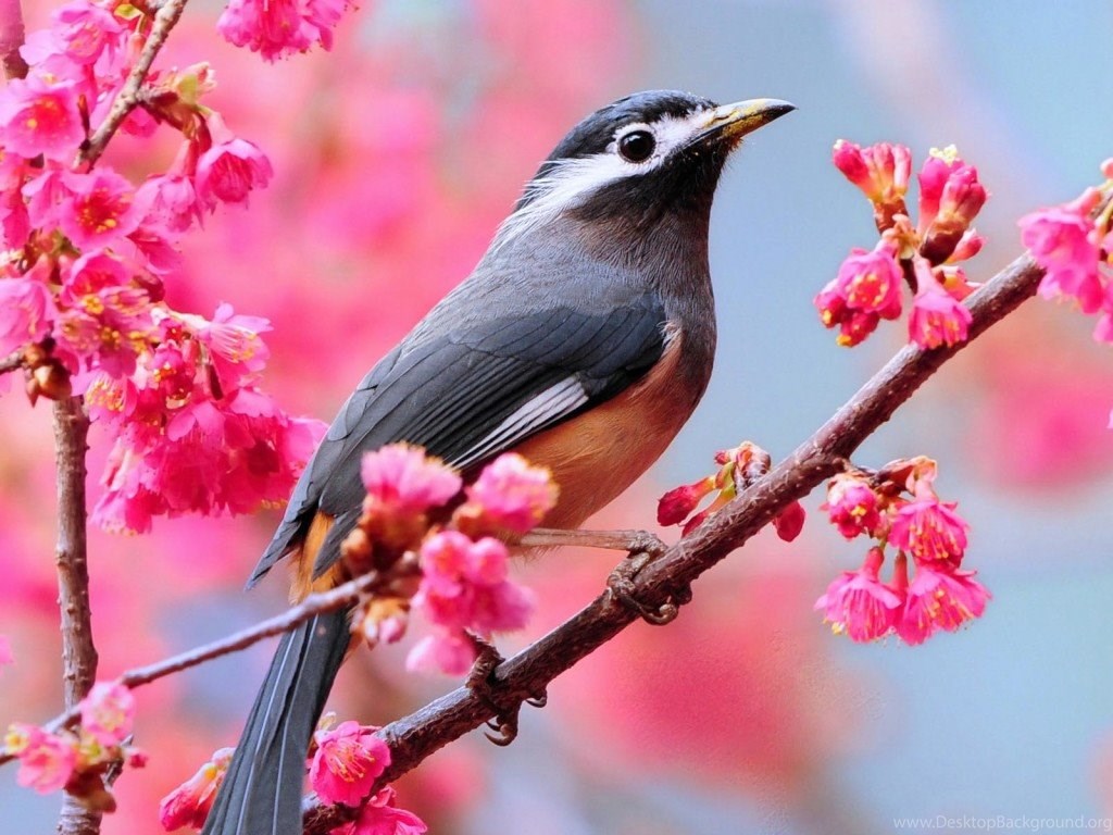 Spring Bird Wallpapers - Wallpaper Cave