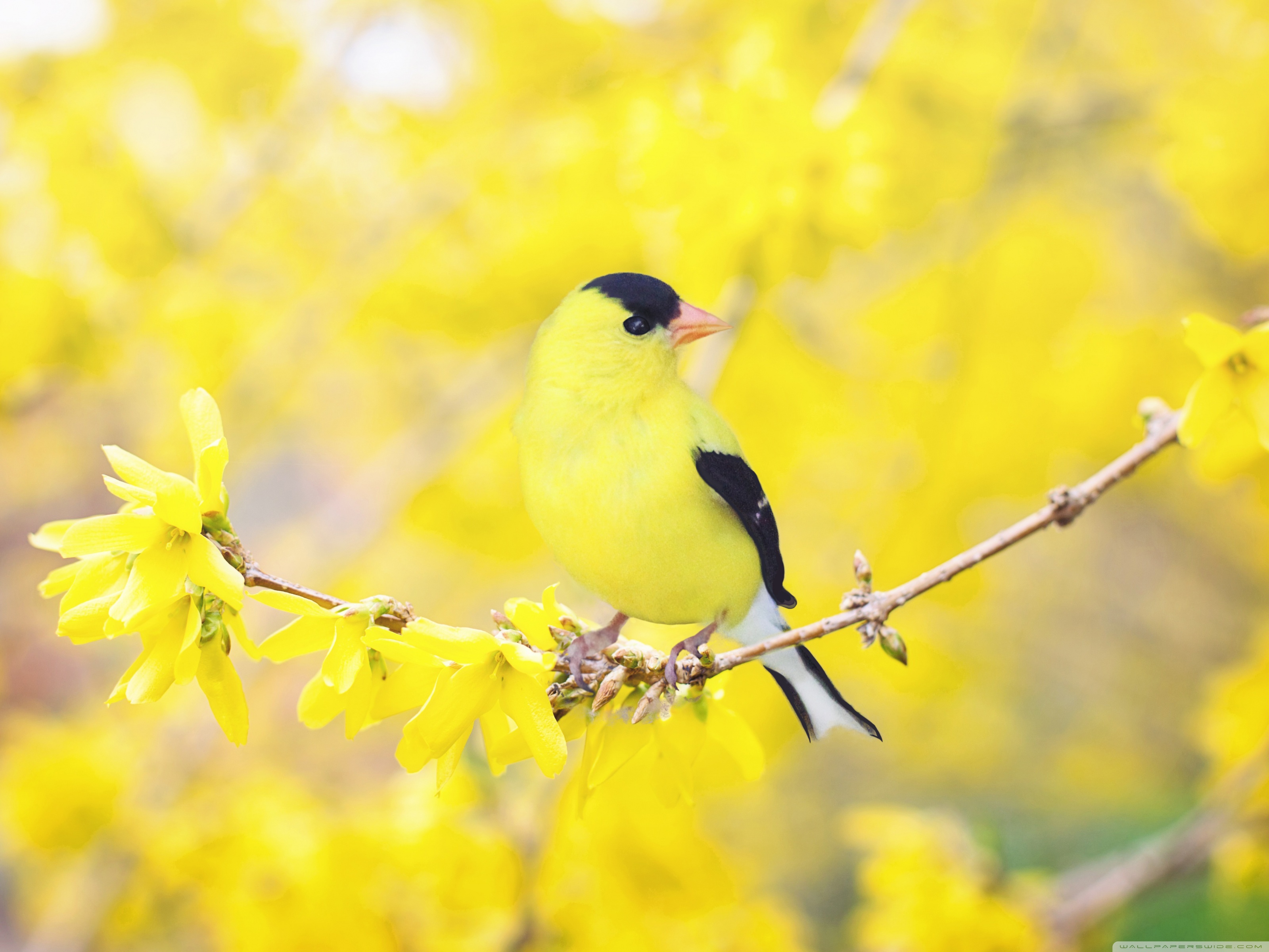 Spring Bird Wallpapers - Wallpaper Cave